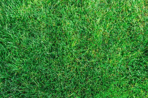 Green grass blur background — Stock Photo © Paulpaladin #80933198