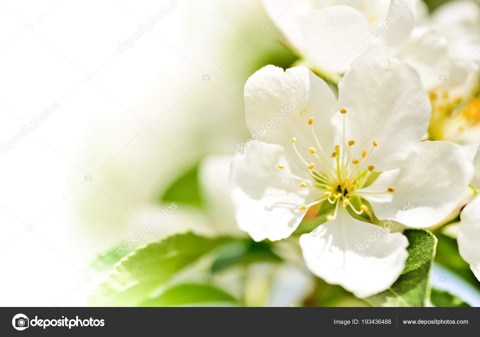 Spring blossom macro background — Free Stock Photo © Paulpaladin #193436488