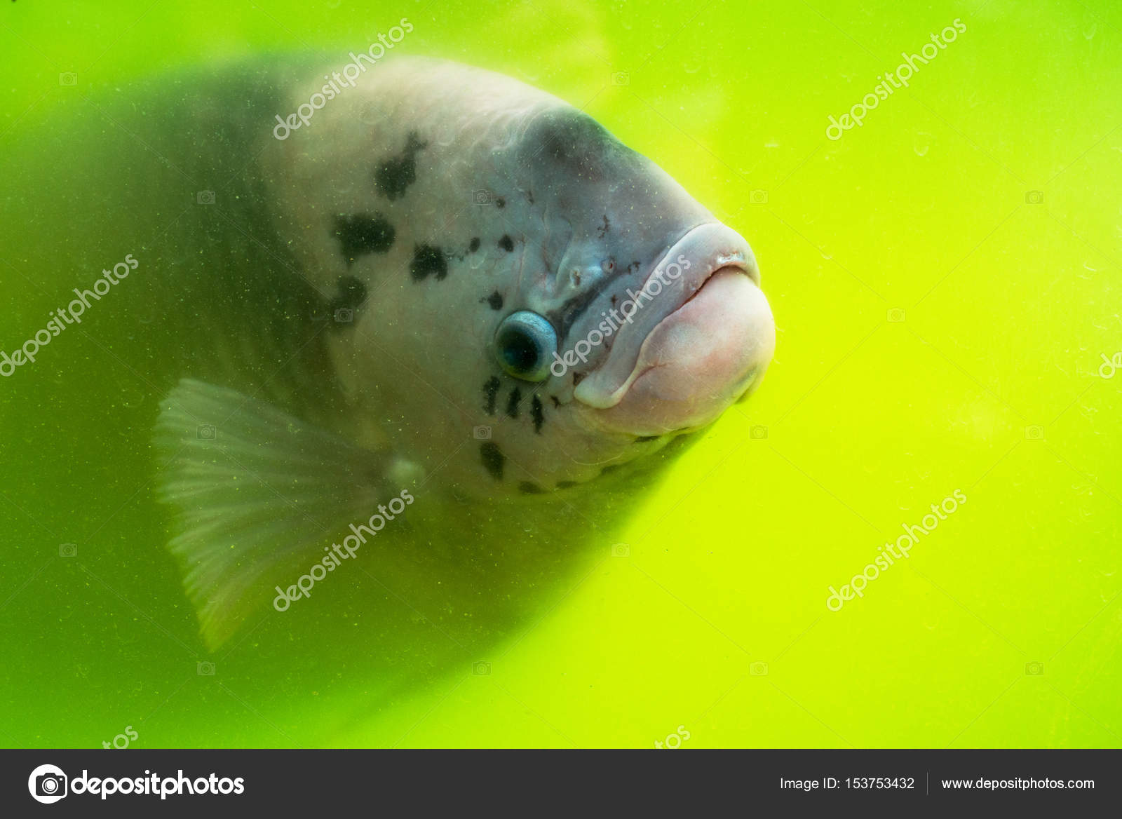 Big fish head Stock Photo by ©Yarygin 153753432