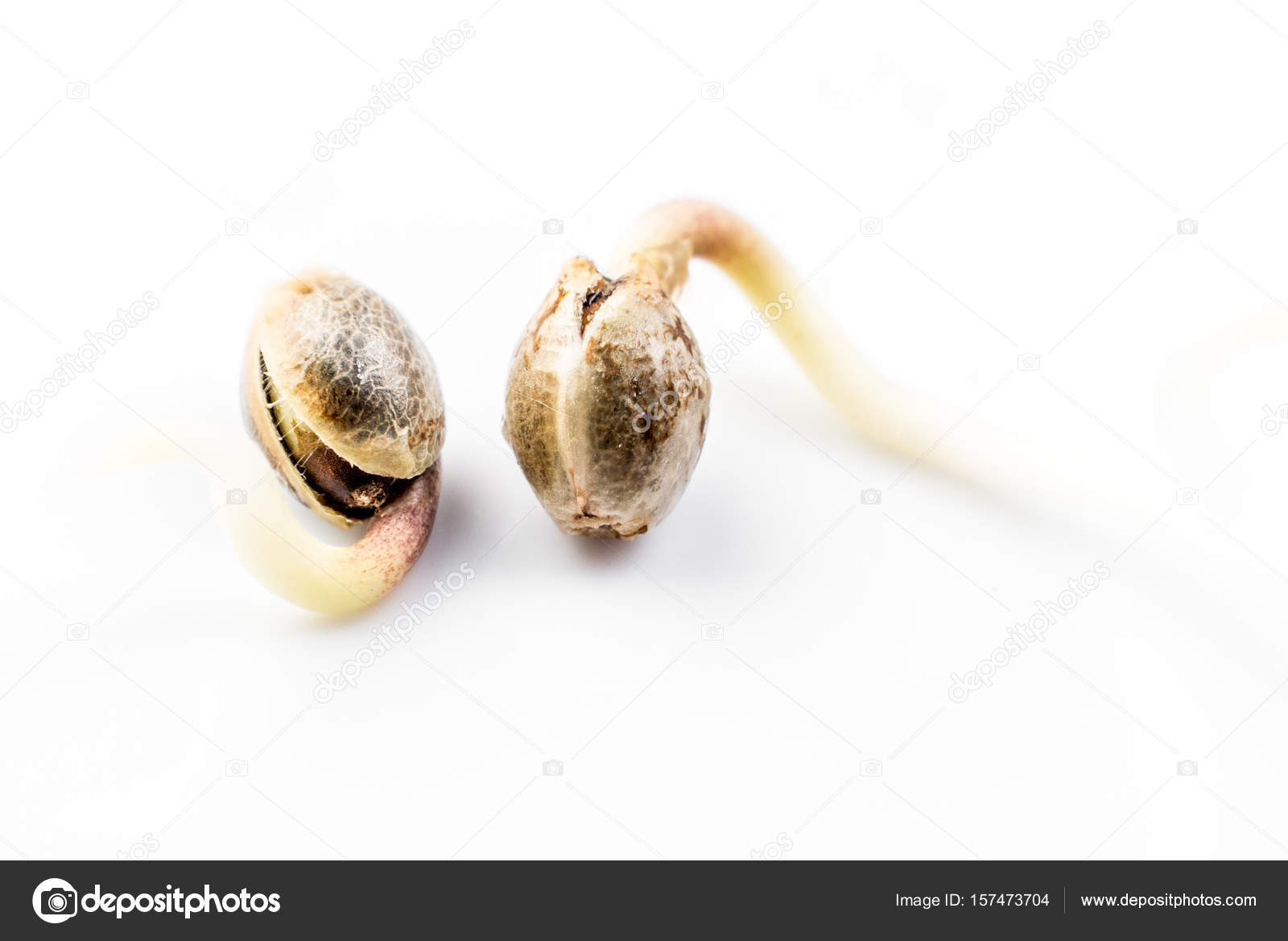 Germination Of Weed Seeds