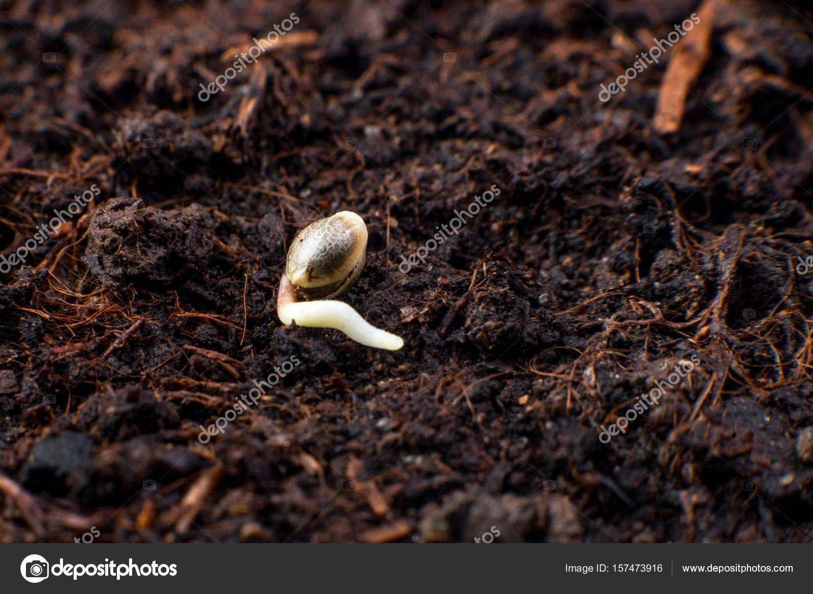 Germination Of Weed Seeds