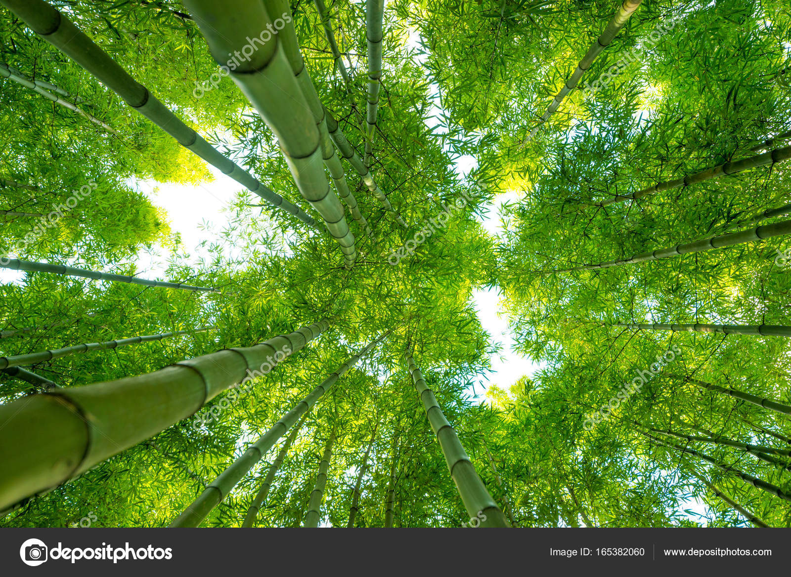 Bamboo background nature Stock Photo by ©Yarygin 165382060