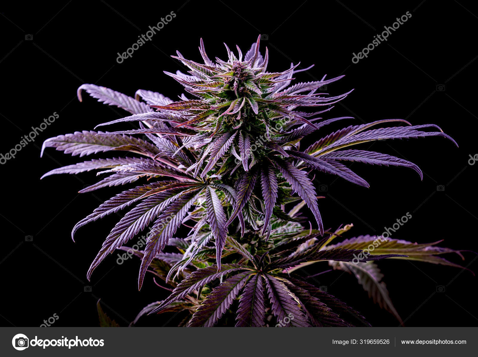 Planta De Cannabis Roxa Purple Punch Auto Cannabis Seeds | Seeds
