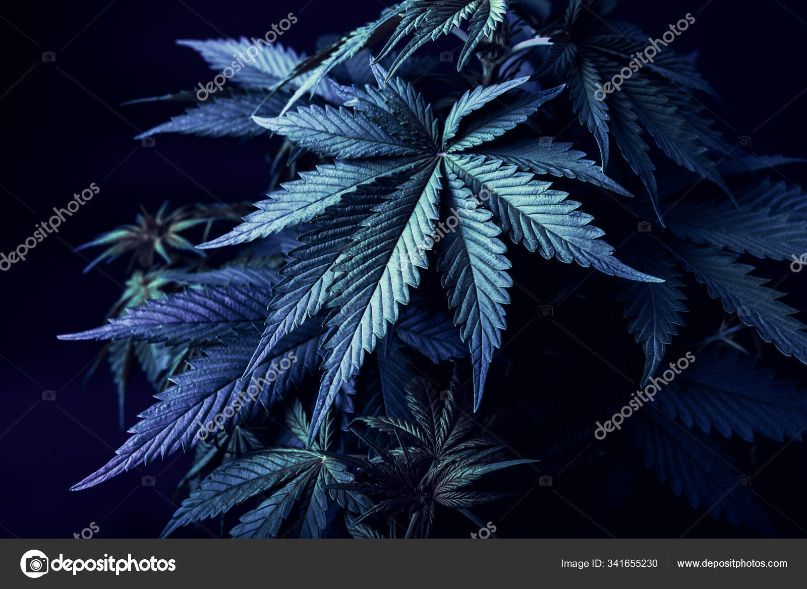 Fondos De Pantalla De Plantas De Cannabis