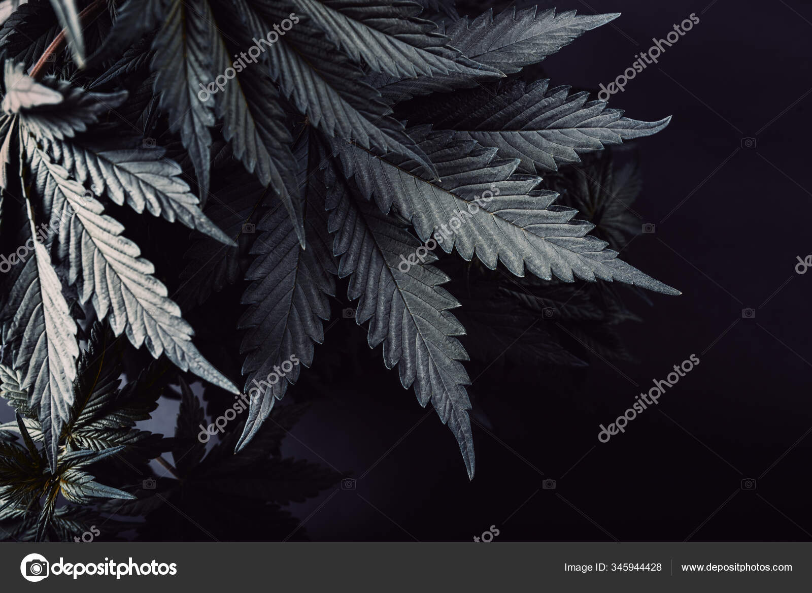 Cannabis Plant Wallpaper