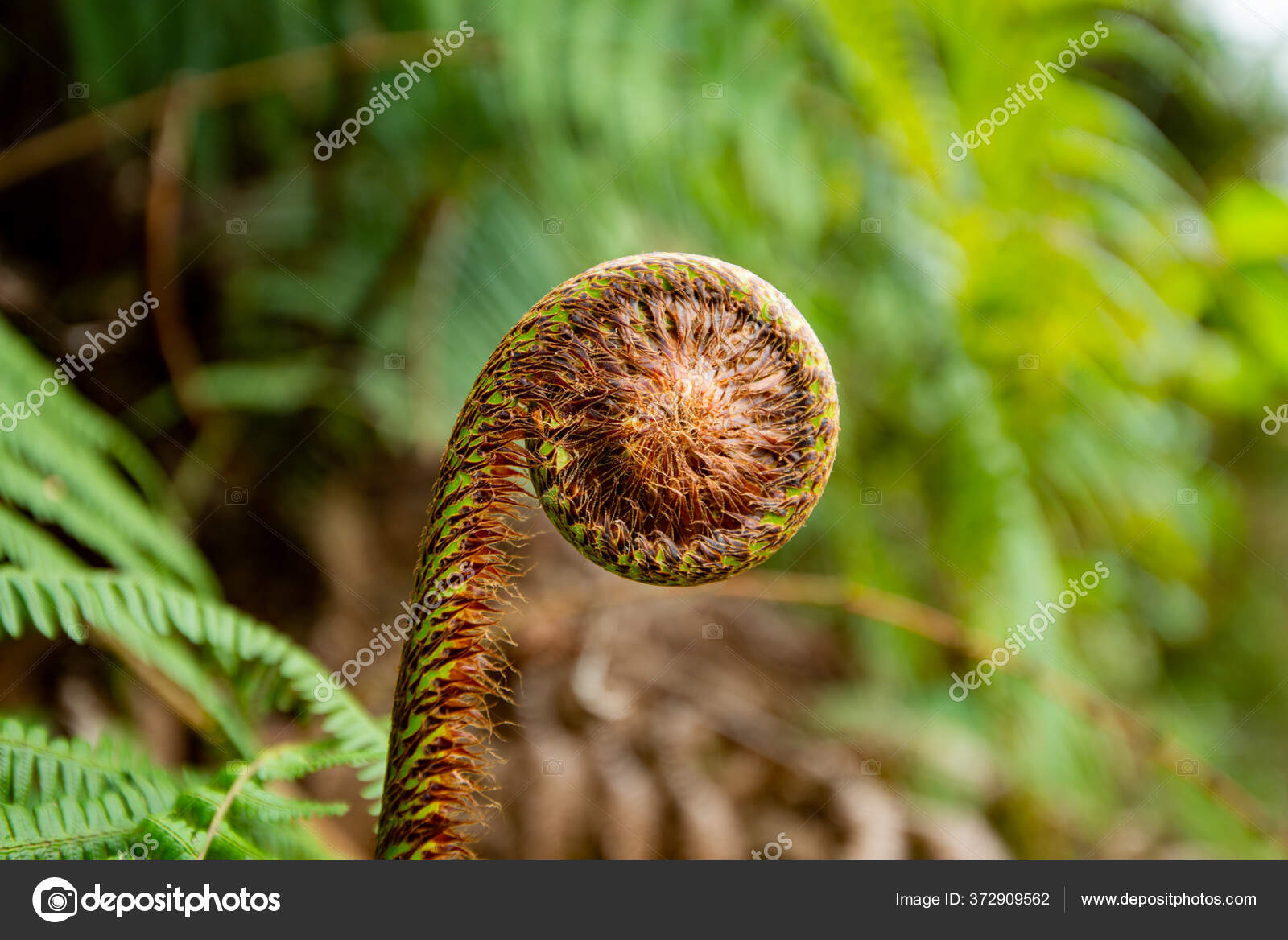 Fibonacci I Naturen 9 Examples Of The Golden Ratio In Nature