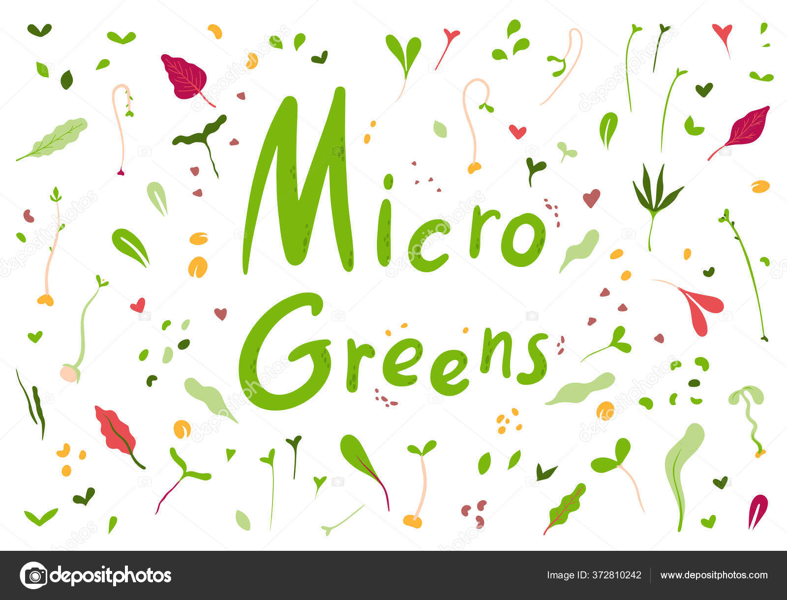 Microgreens Baby Greens Fresh Microgreens White Background Stock Vector ...