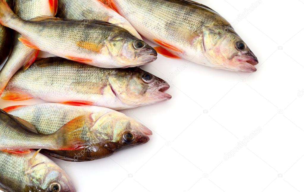 Perches on white. Stock Photo by ©Tsekhmister 126345920