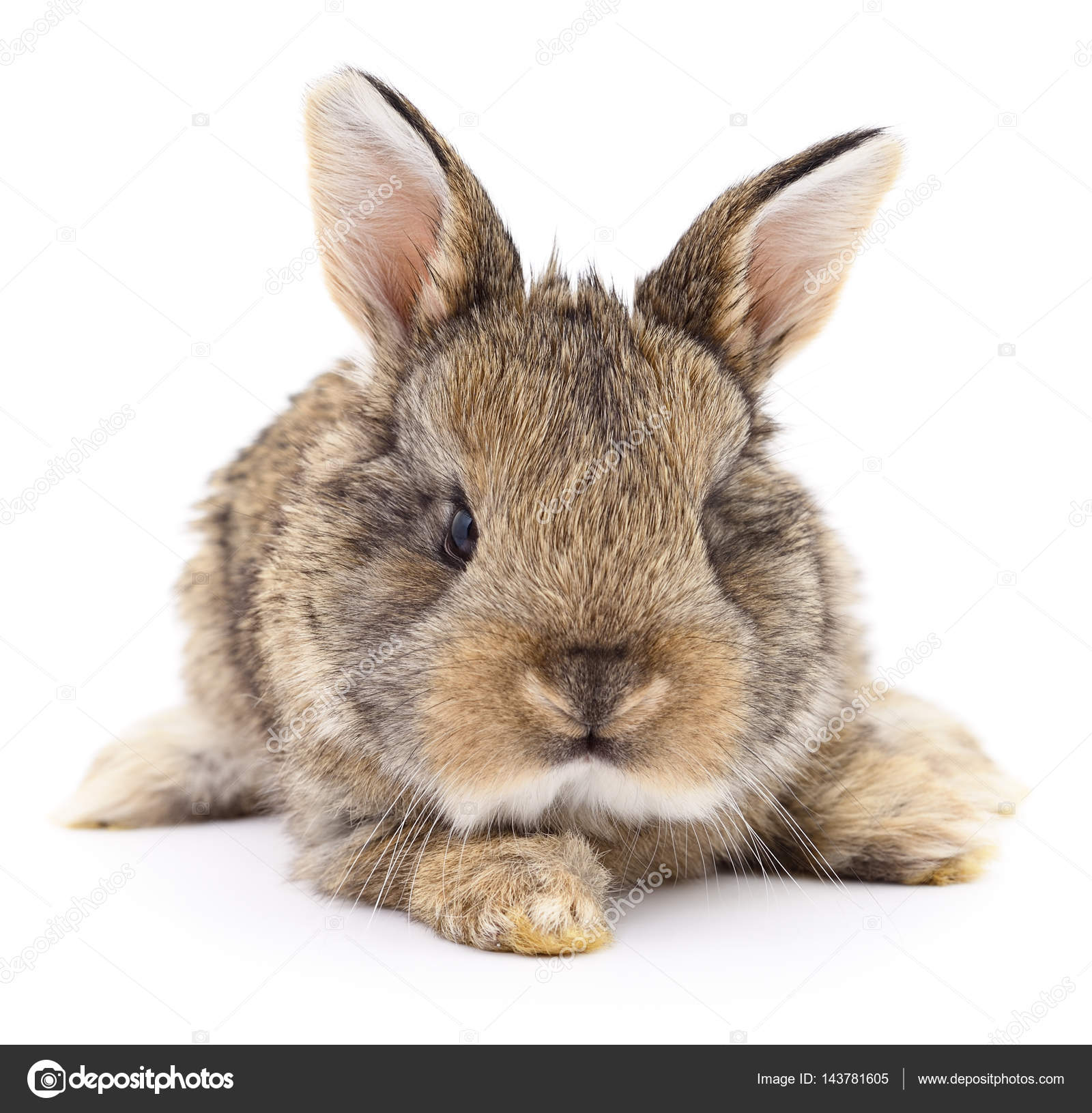Brown bunny rabbit. — Stock Photo © Tsekhmister #143781605