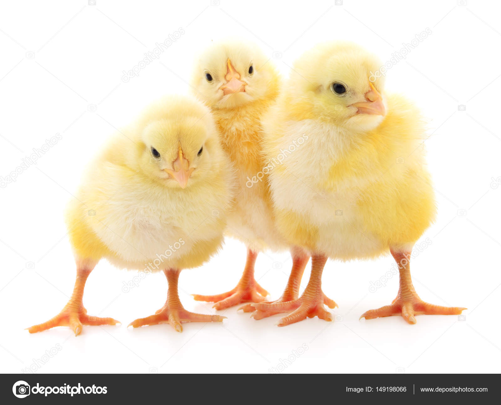 Three cute chicks. Stock Photo by ©Tsekhmister 149198066