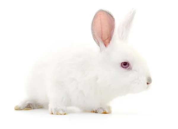 White bunny rabbit. — Stock Photo © Tsekhmister #110879780