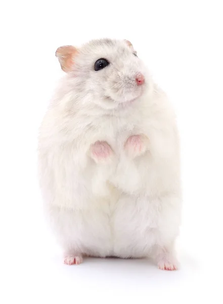 Realista hamster musculoso pelaje oscuro enojado fondo oscuro ojos azul ...