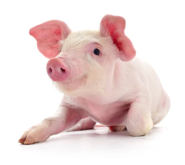 El bebé cerdo fotos de stock, imágenes de El bebé cerdo sin royalties ...