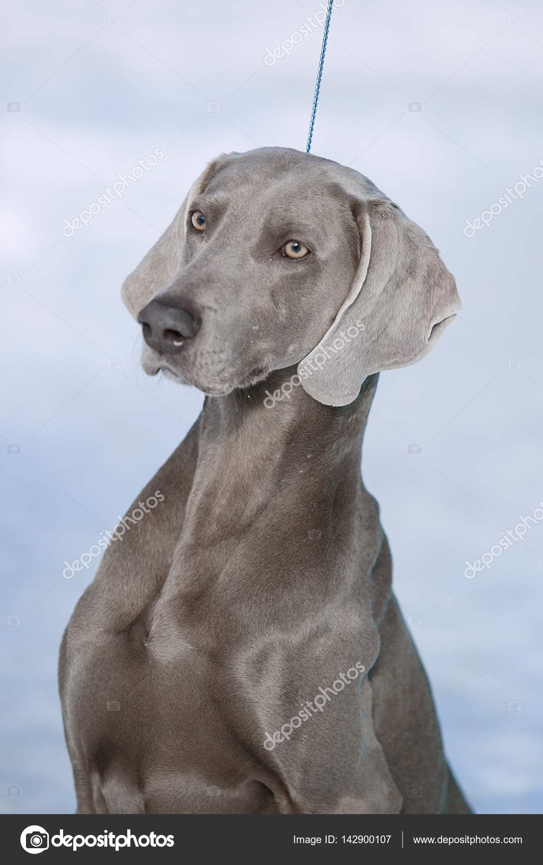 Is A Weimaraner A Pointer