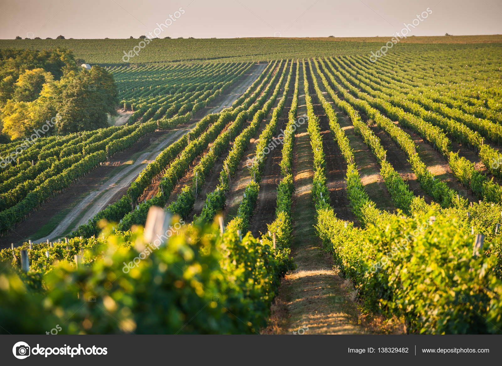 Beautiful Grape field ⬇ Stock Photo, Image by © kiriak09 #138329482