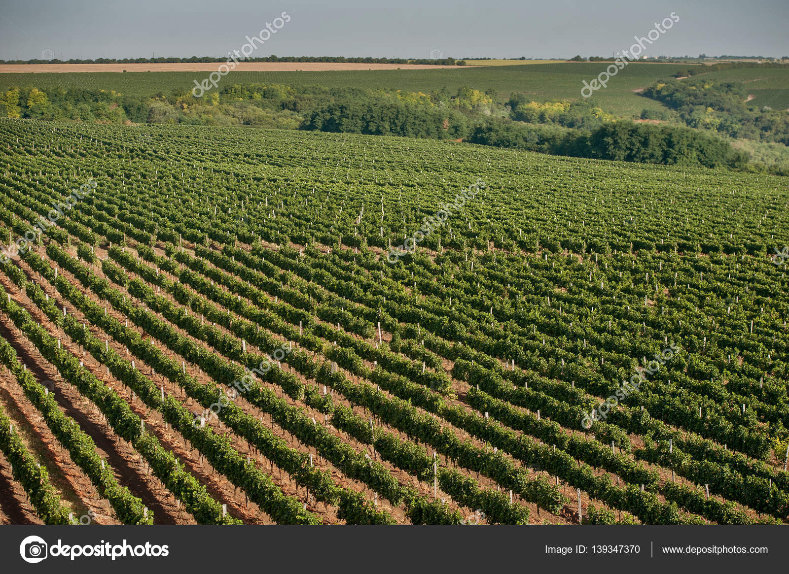Panoramic view of the vineyards fields — Stock Photo © kiriak09 #139347370