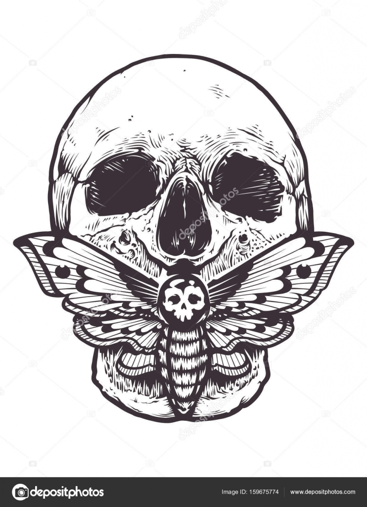 Sphinx Moth Skull