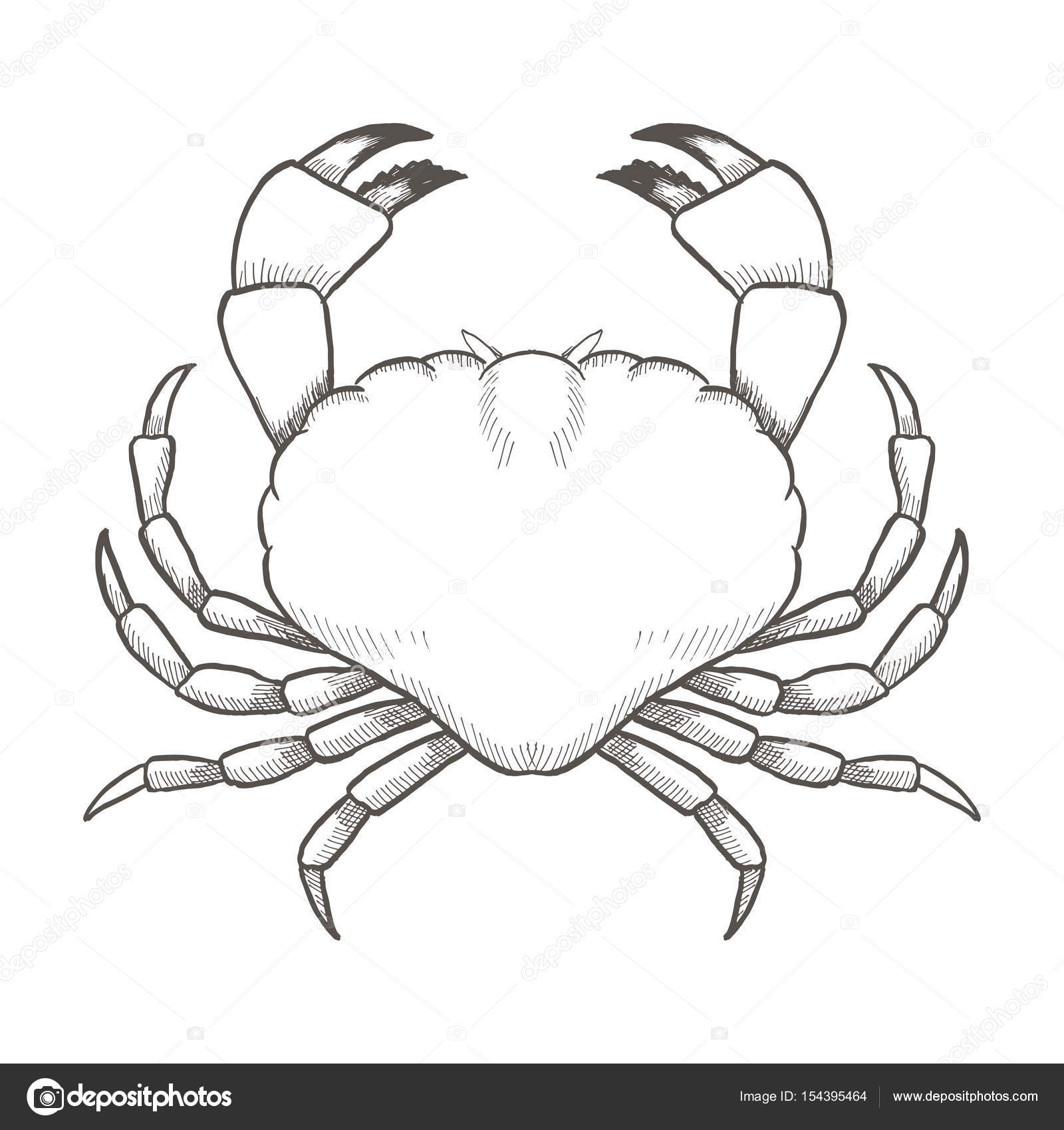 Dibujo de cangrejo sobre fondo blanco. Ilustración de mariscos dibujada ...
