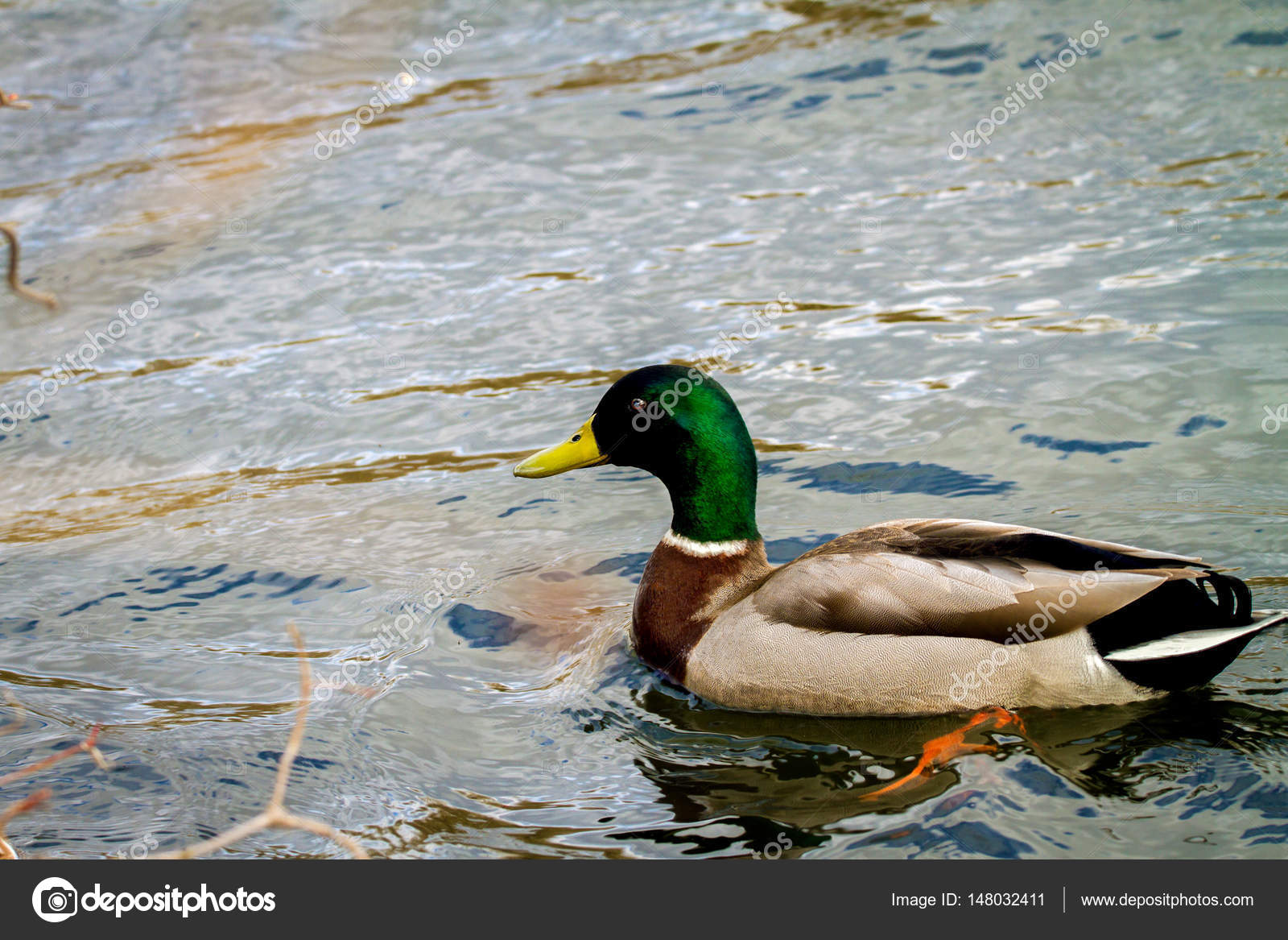 Animal un dragón salvaje nada en un estanque — Foto de stock #148032411 ...