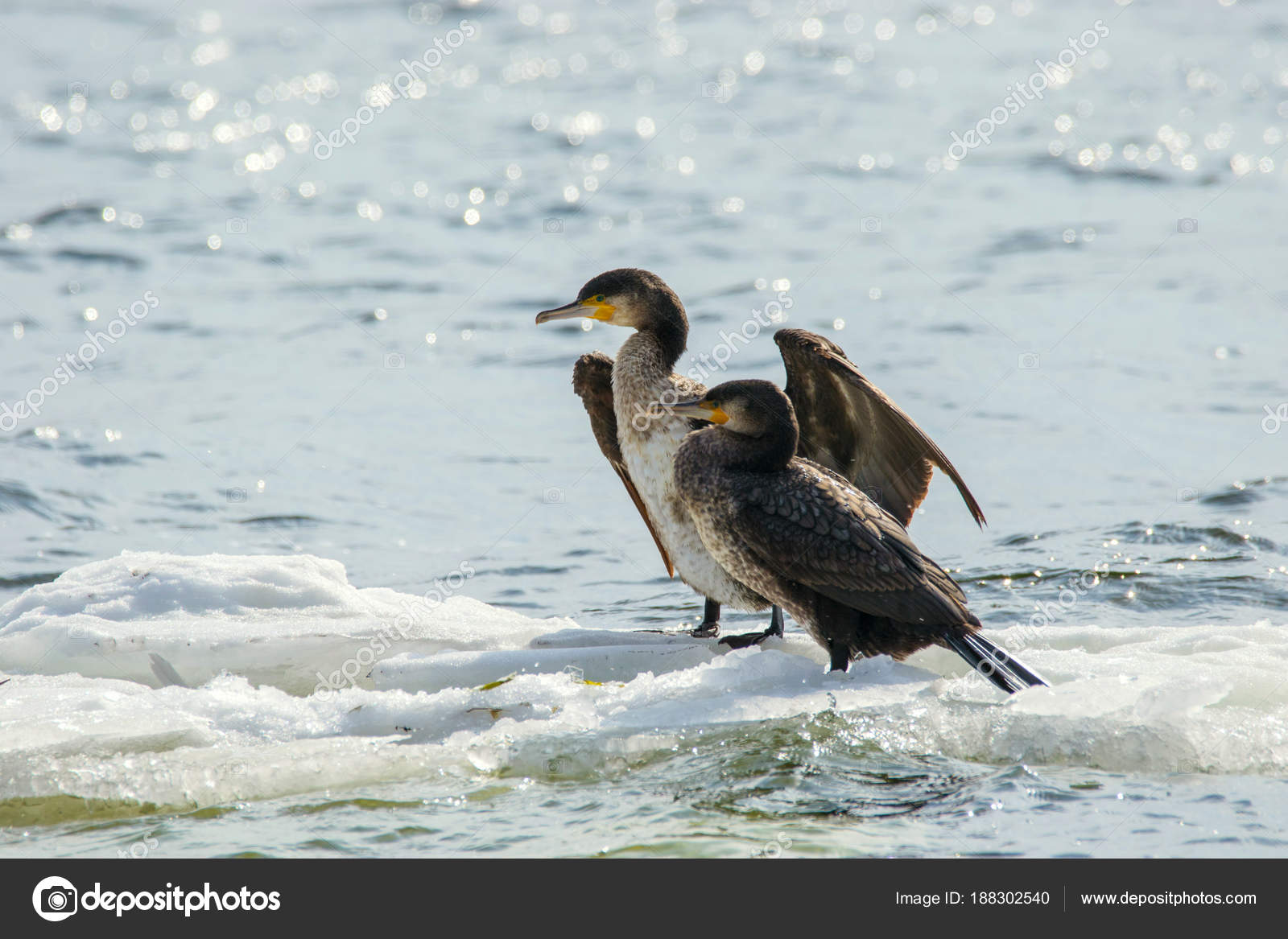 Bird of Phalacrocorax auritus floating on an ice floe on a rive Stock ...