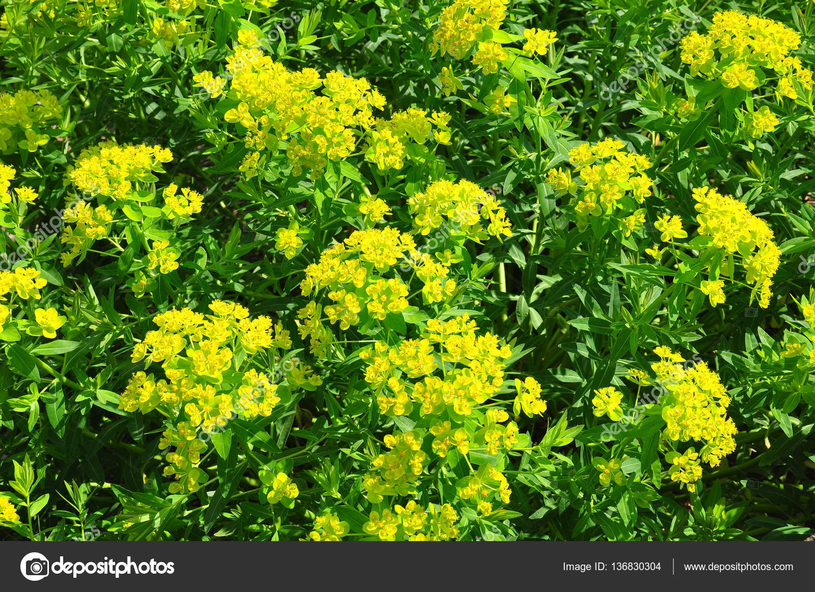 Marsh spurge (Euphorbia palustris) Stock Photo by ©rbiedermann 136830304