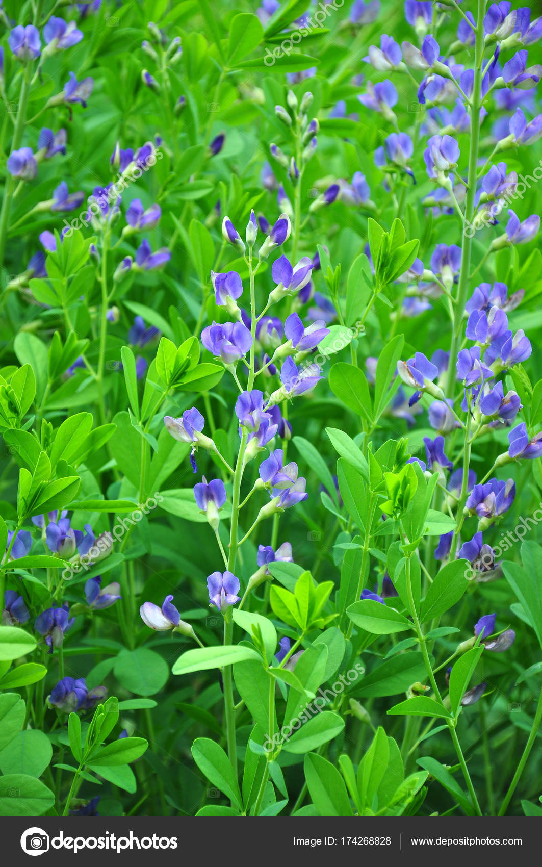Blue False Indigo Plant