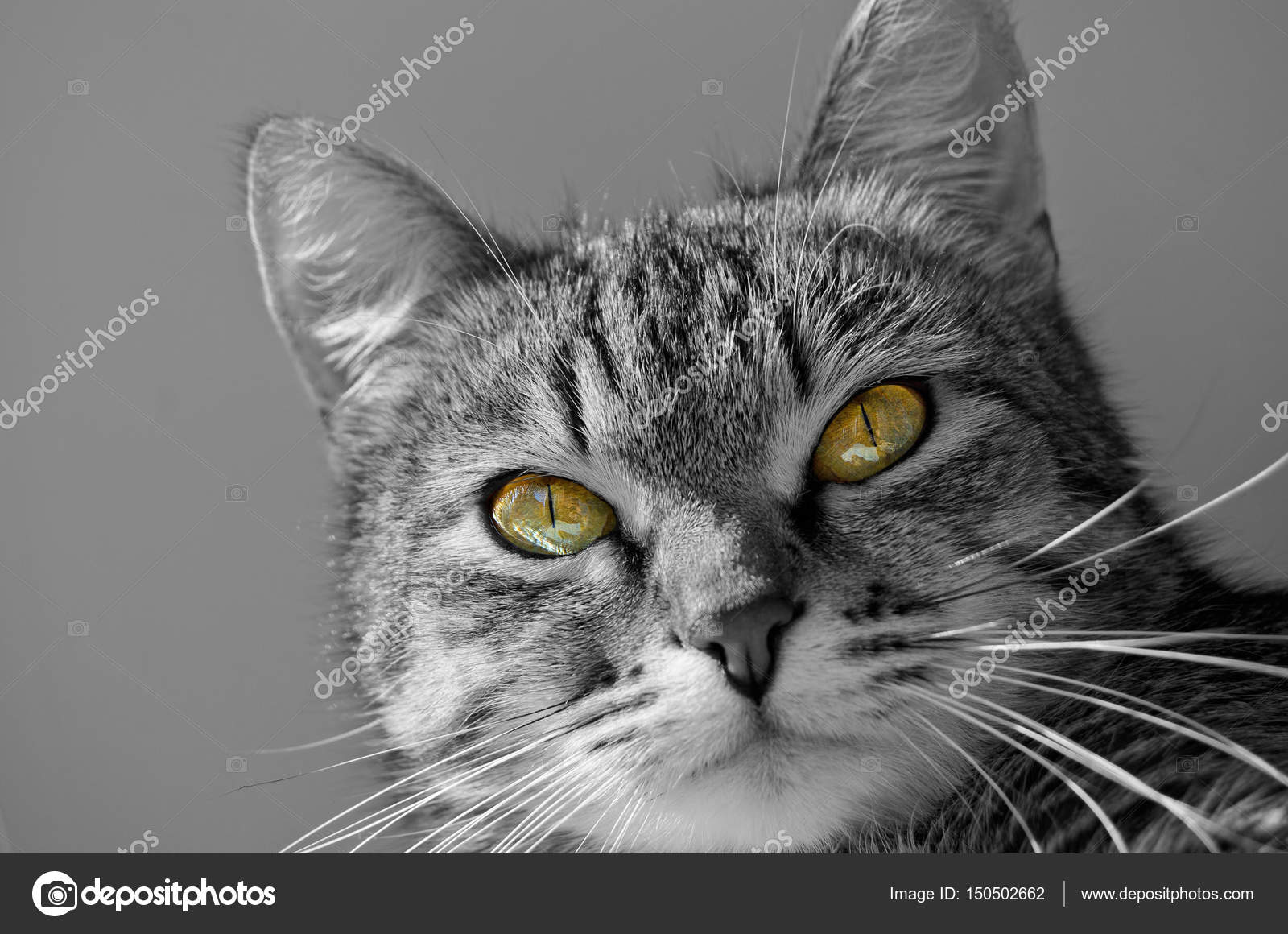 Light Grey Tabby Cat