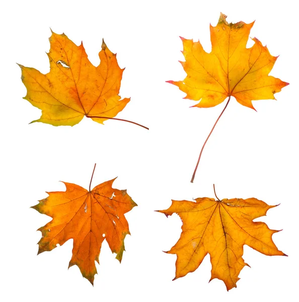 Fall maple leaves — Stock Photo © elenathewise #4565698