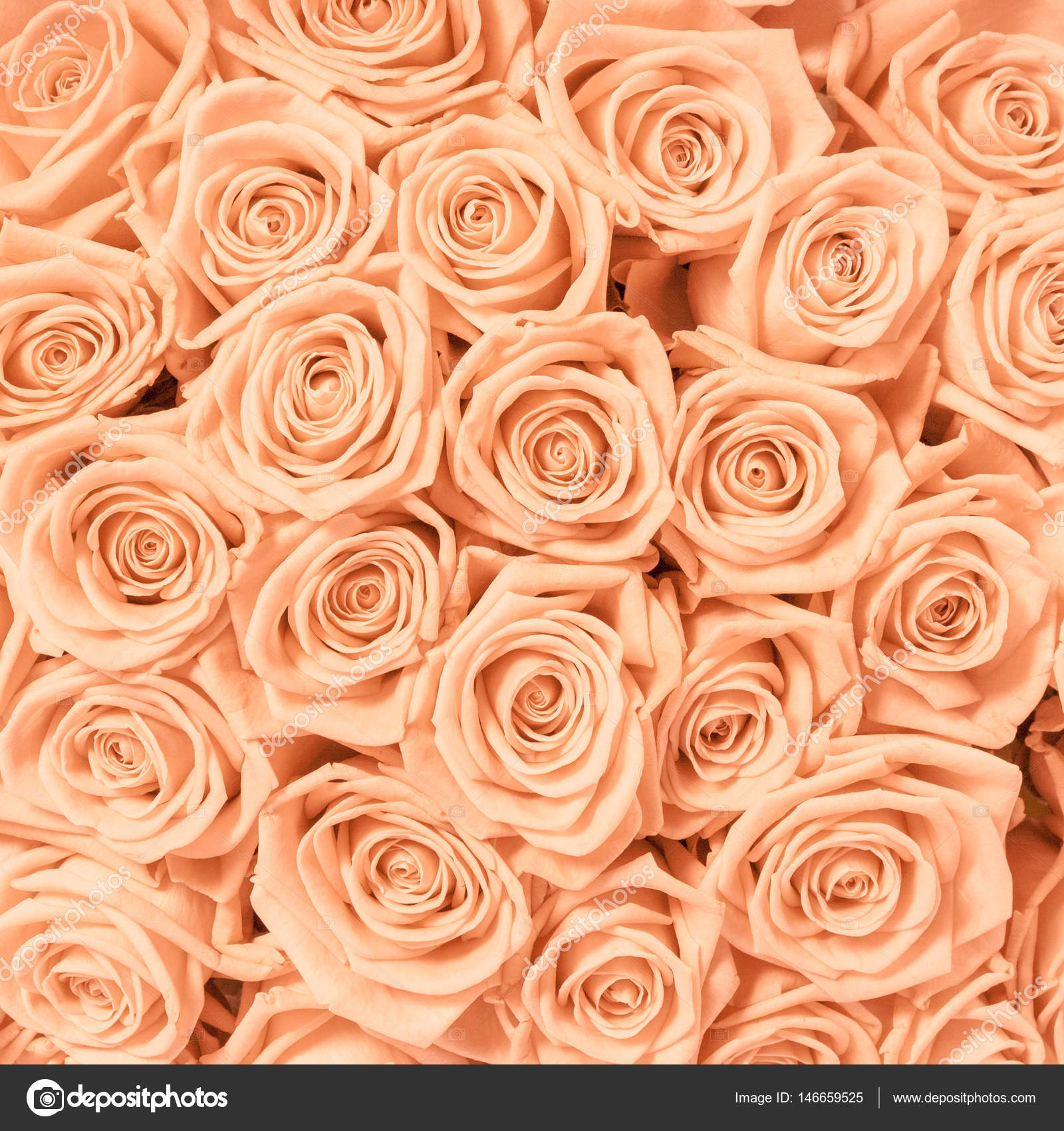 Peach Rose Background