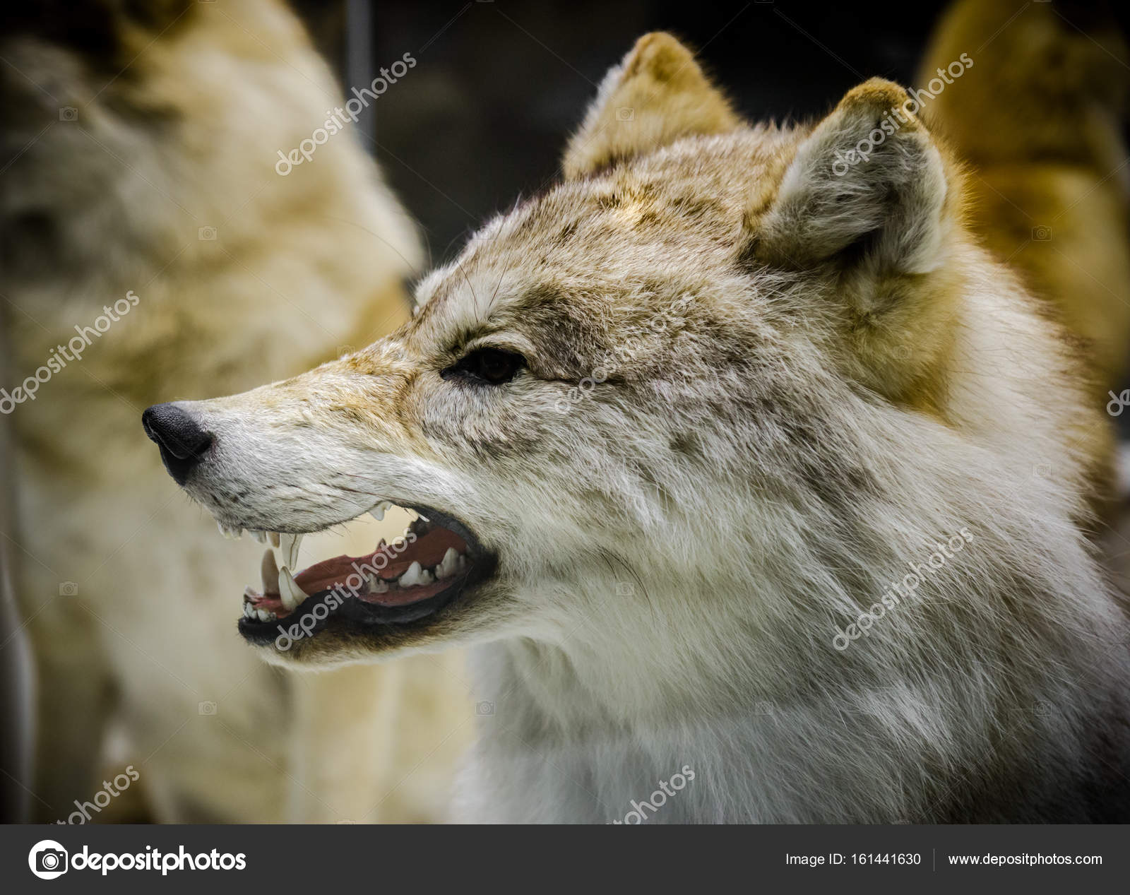 Boze Grijze Wolf De Wolf Komt Eraan