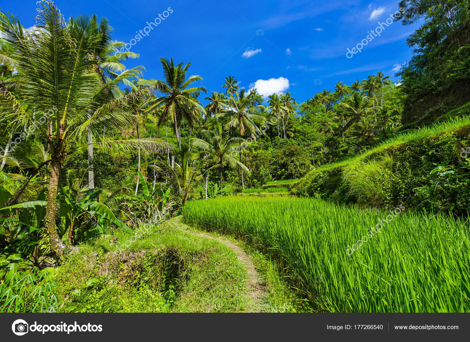 Rice fields - Bali island Indonesia Stock Photo by ©Violin 177266540