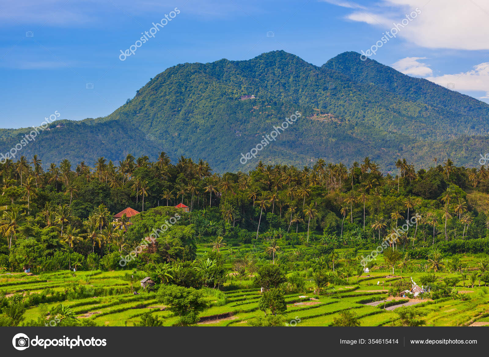Rice Fields Bali Island Indonesia Travel Nature Background Stock Photo ...