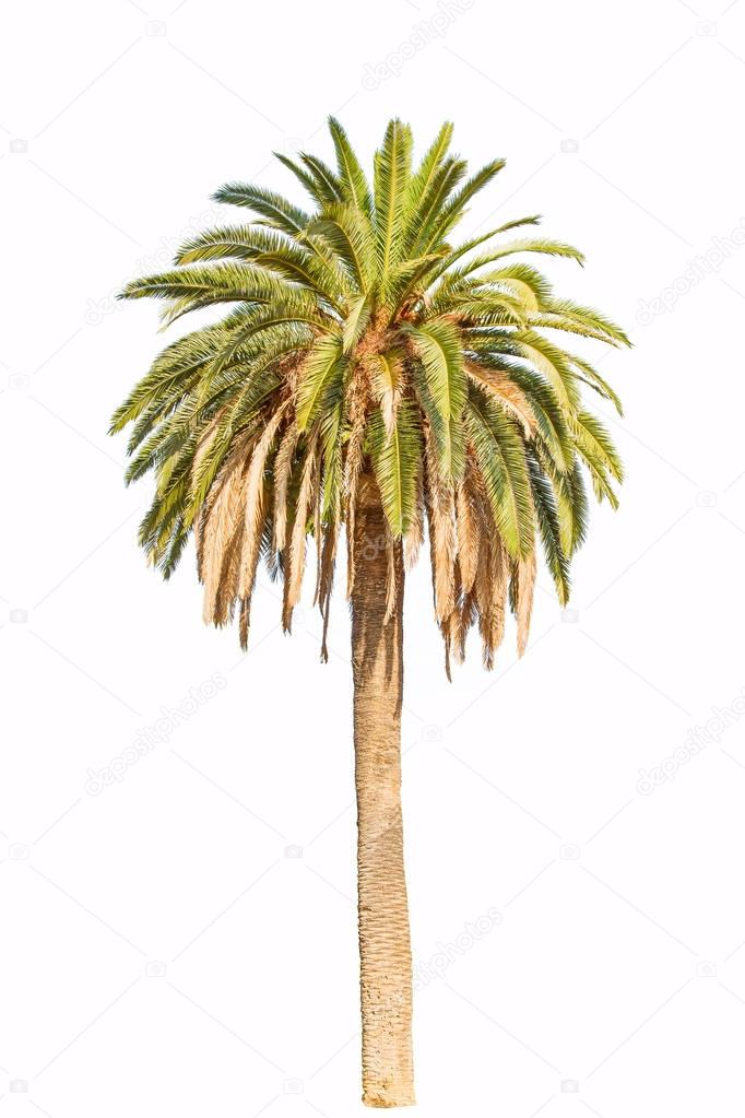 Palma verde alta aislada sobre fondo blanco. 2024