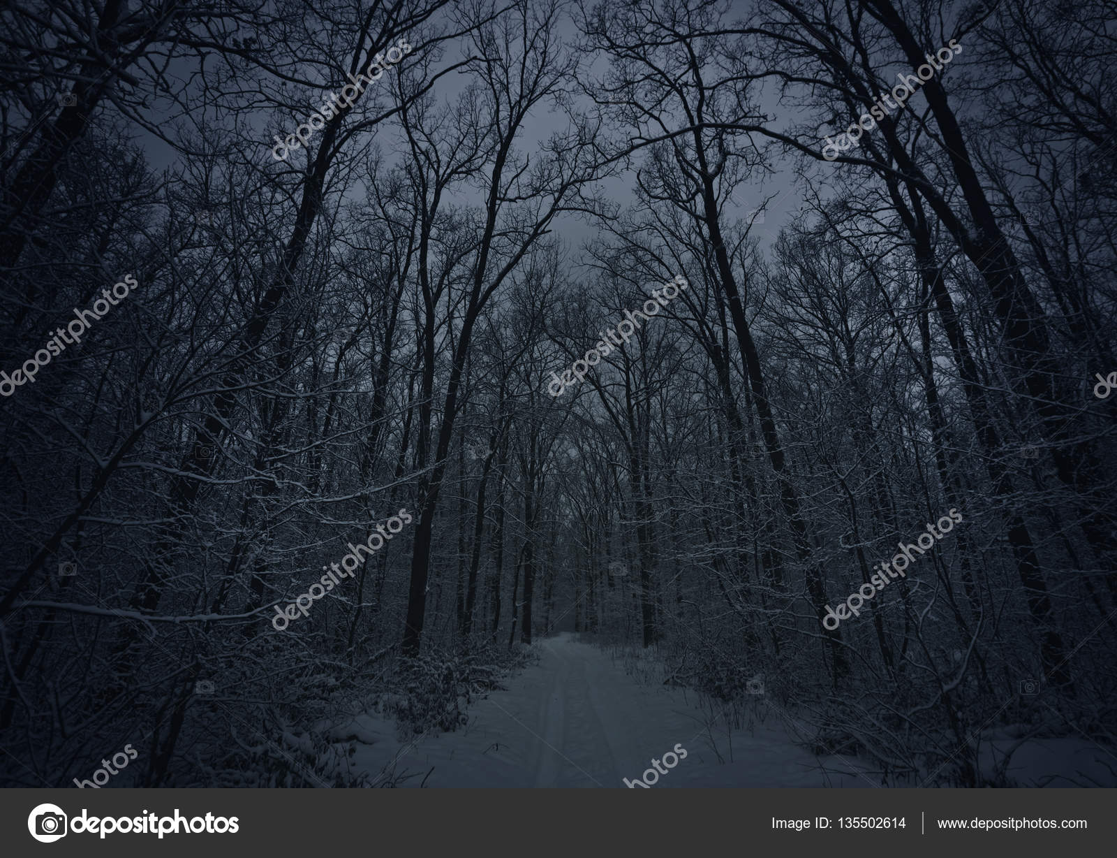 Dark Snowy Forest Background