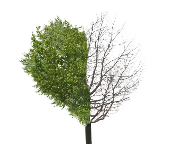 Tree attachment Stock Photos, Royalty Free Tree attachment Images ...