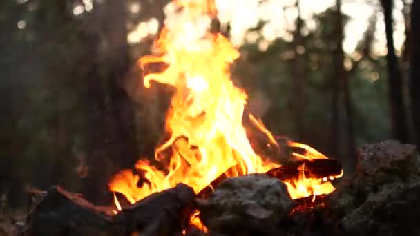 Fire in the campfire. Calming video. — Stock Video © rainfall #165748732