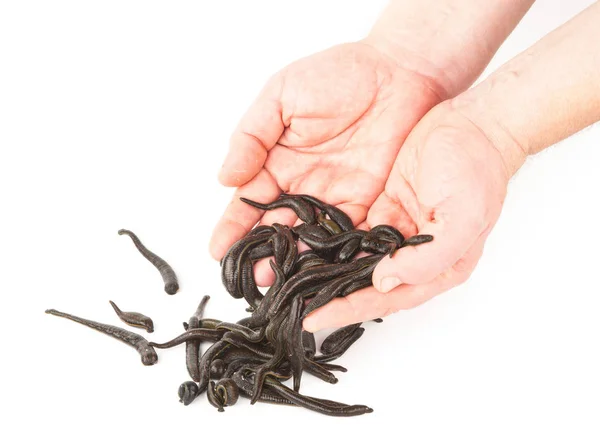 Leeches in hand — Stock Photo © Alexan66 #71366987