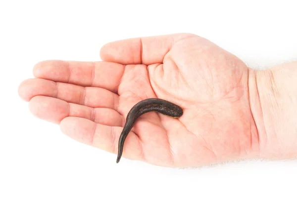 Leeches in hand — Stock Photo © Alexan66 #71367315