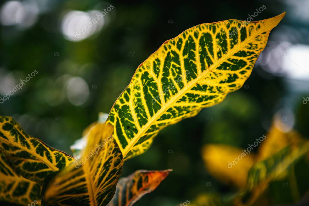 Plantas ex ticas tropicales verdes con hojas anchas crecen en el jard n ...