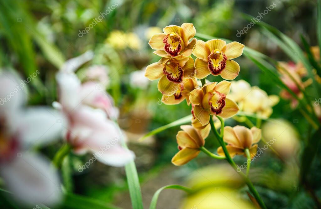 Hermosas flores amarillas Orchidea crecen en el jard n bot nico.Flor ex tica Cymbidium ...