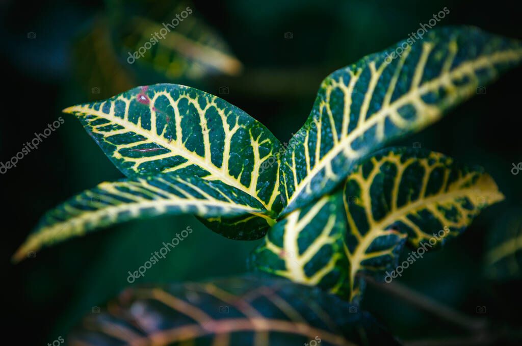 Plantas ex ticas tropicales verdes con hojas anchas crecen en el jard n bot nico.Rare Codiaeum ...