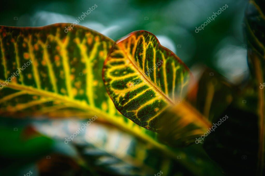 Plantas exóticas tropicales verdes con hojas anchas crecen en el jardín ...