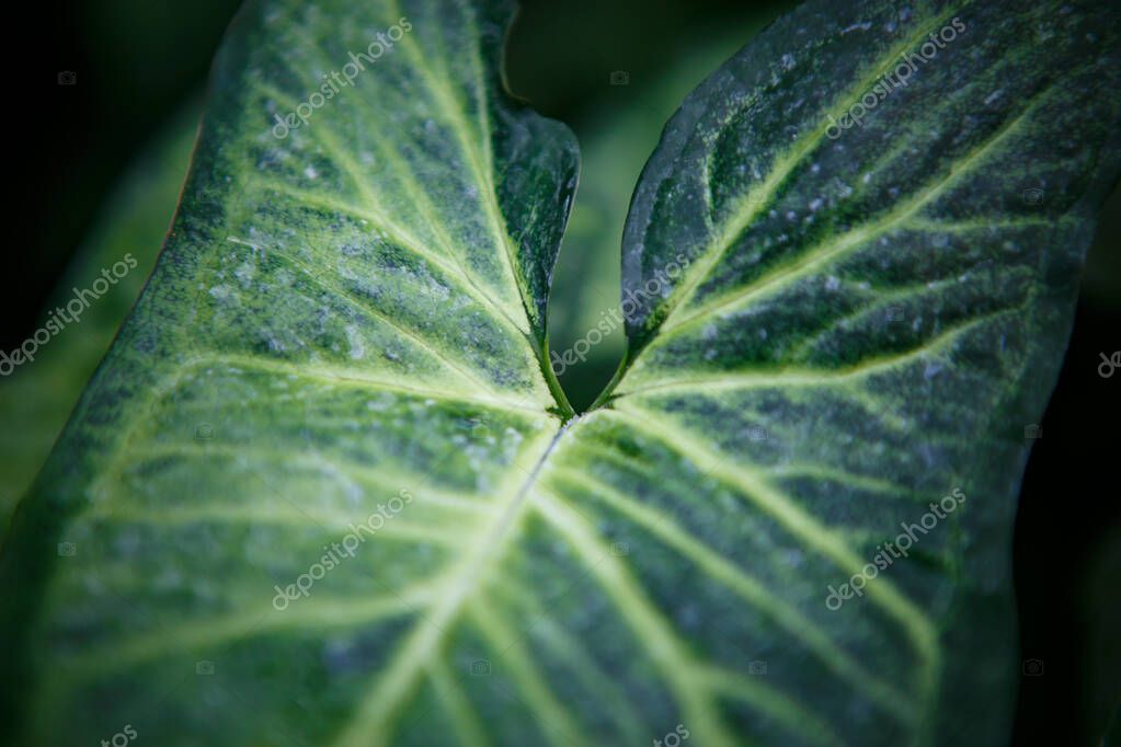 Plantas ex ticas de color verde tropical con hojas anchas crecen en el jard n bot nico.Rare ...