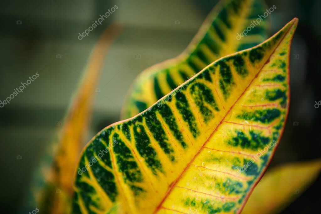 Plantas exóticas tropicales verdes con hojas anchas crecen en el jardín ...