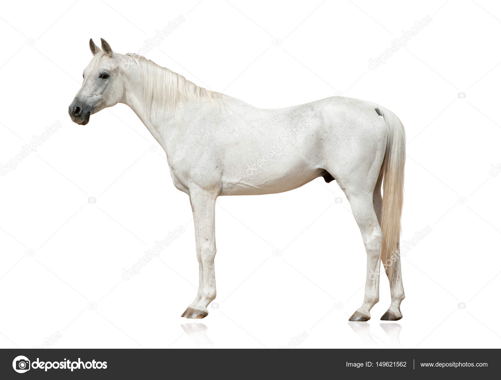 White Arabian Horses