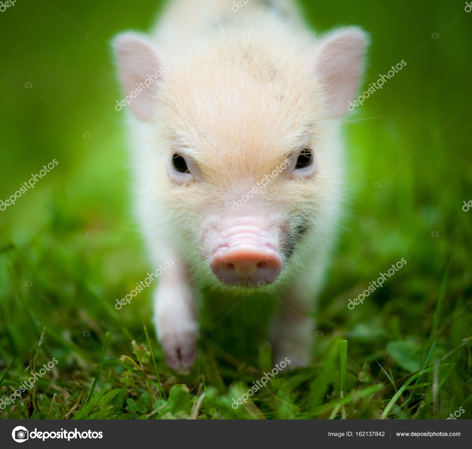 Micro Pig