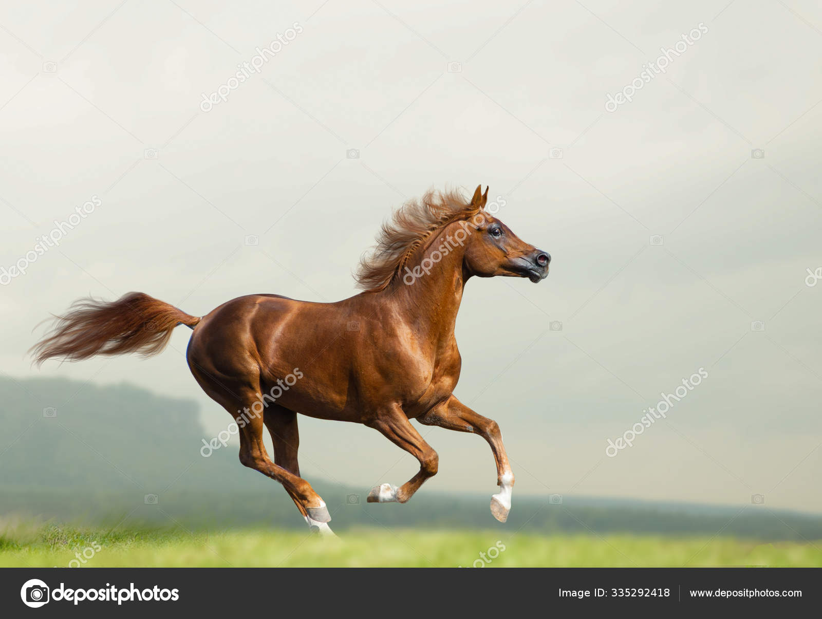 Chestnut Arabian Horse Wallpaper Beautiful Chestnut Arabian Stallion