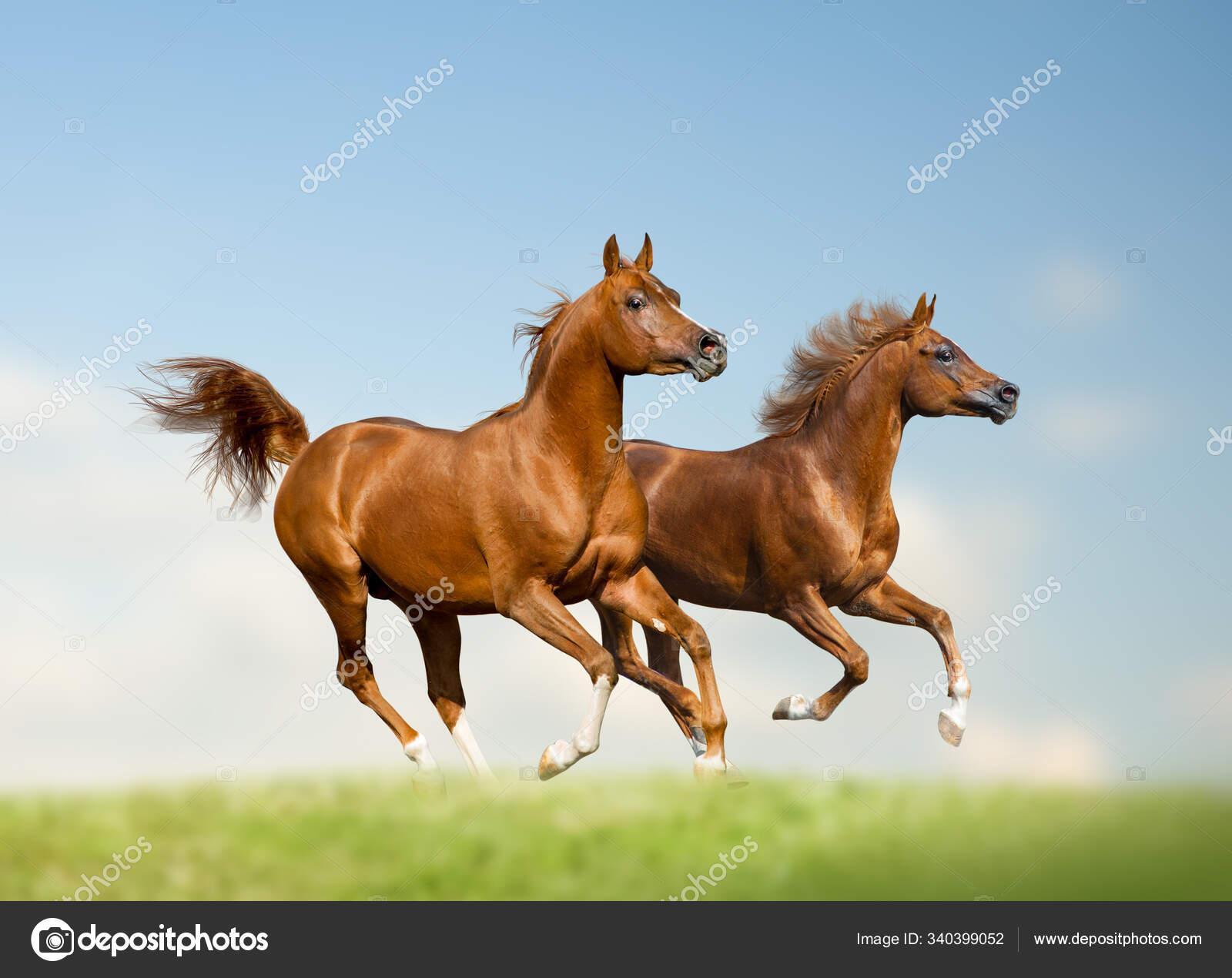 Wild Arabian Horse Pictures