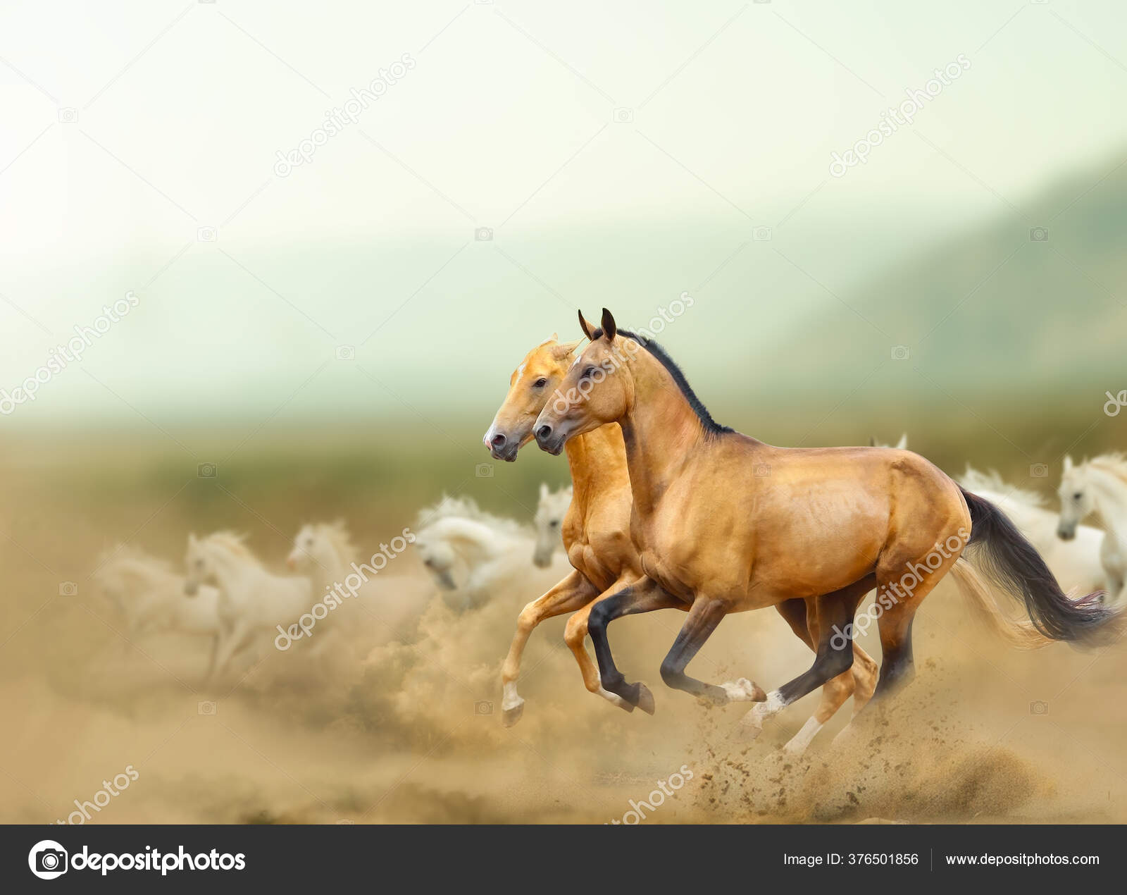 Running White Arabian Horse