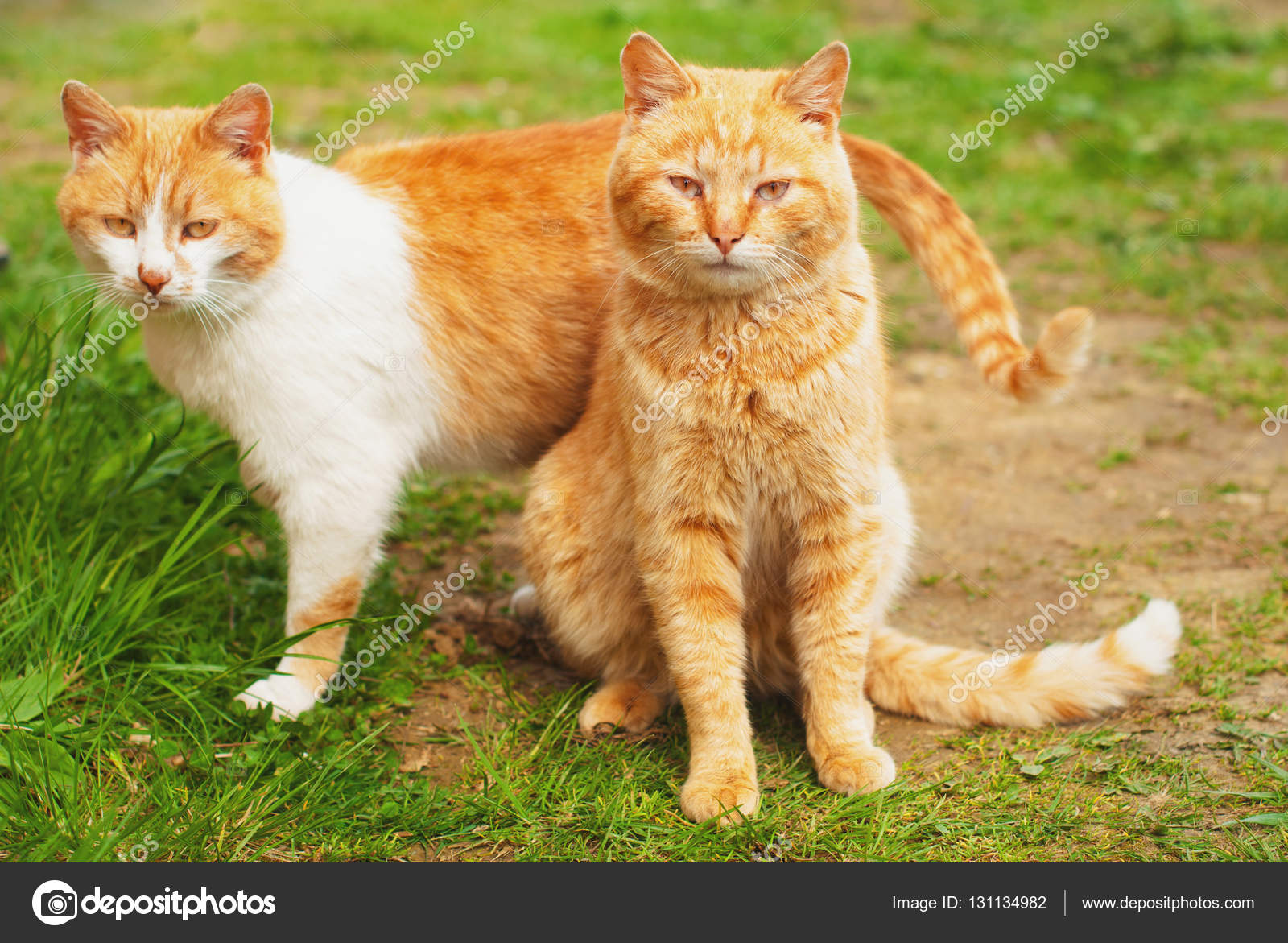 Mooie rode katten in het groene gras in de zomer — Stockfoto ...